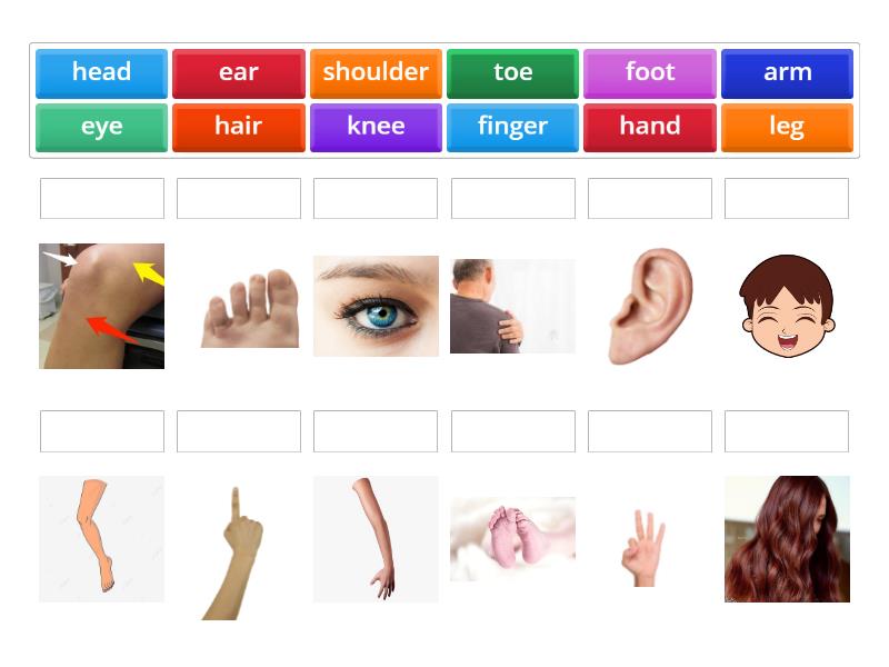 body parts - Match up