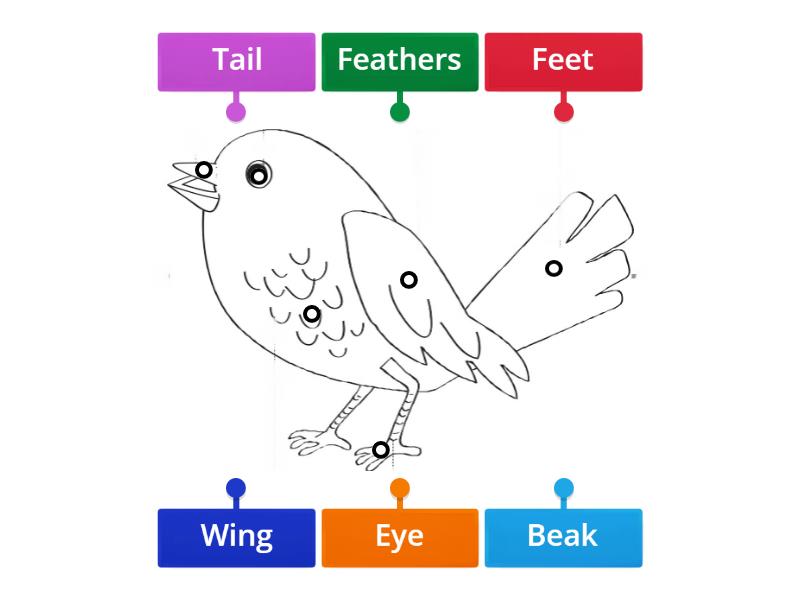 PARTS OF A BIRD - Labelled diagram