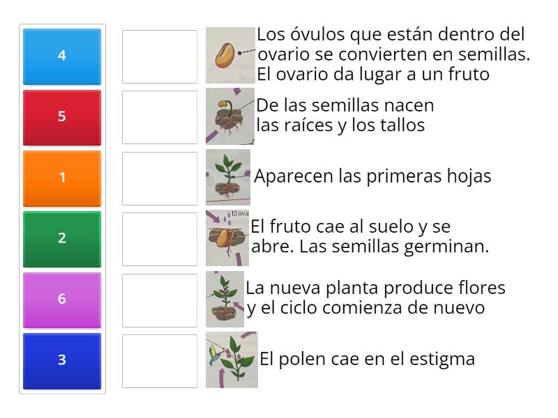 Ciclo vital de una planta que florece - Une las parejas
