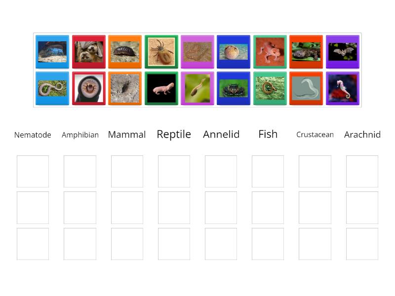 Classification of animals - Group sort