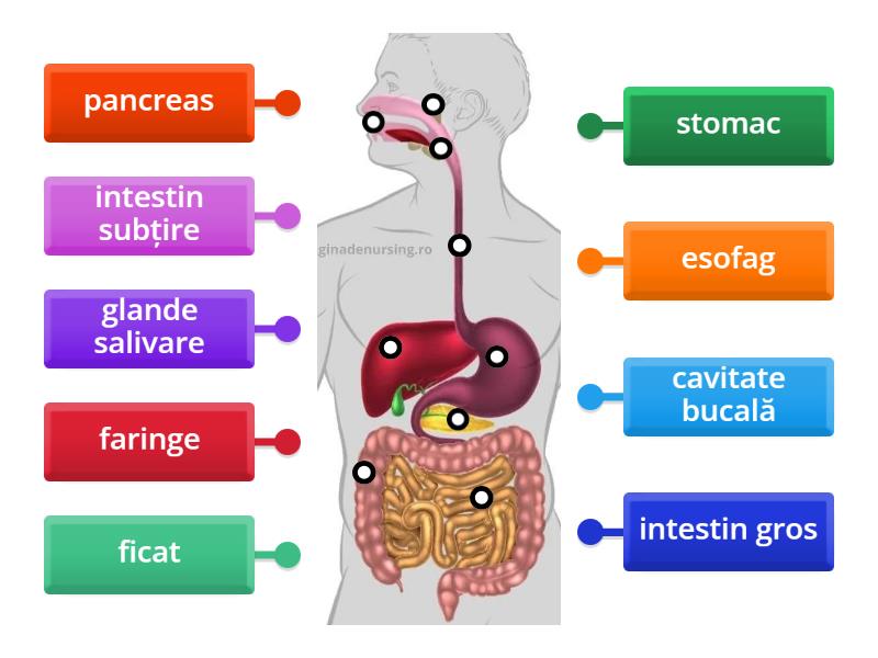 Sistemul digestiv - Labelled diagram