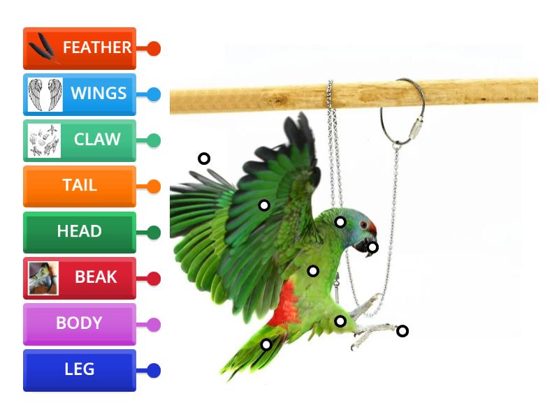 BIRD PARTS - Labelled diagram