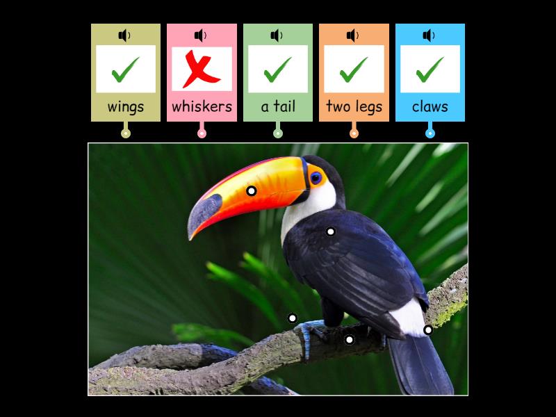 Animals (toucan); have/ don't have - Labelled diagram