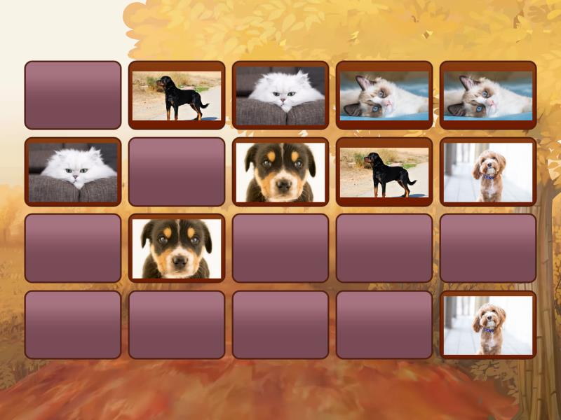 find the pairs (animal theme) - Matching pairs