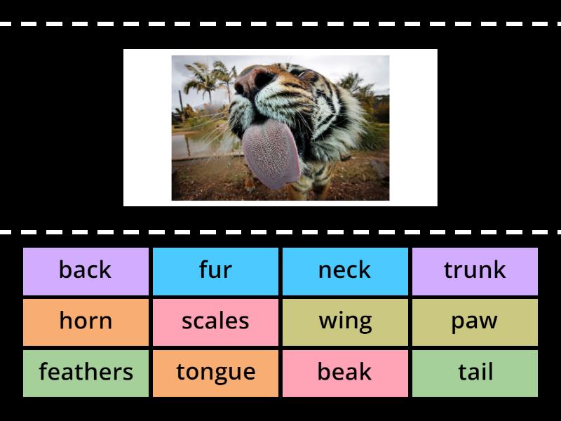 sm4 body parts + some extra words - Find the match