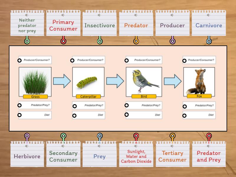 Food Chain - Labelled diagram