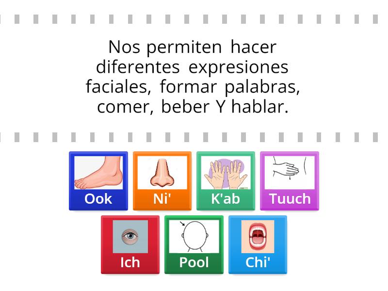 Partes del cuerpo - Find the match