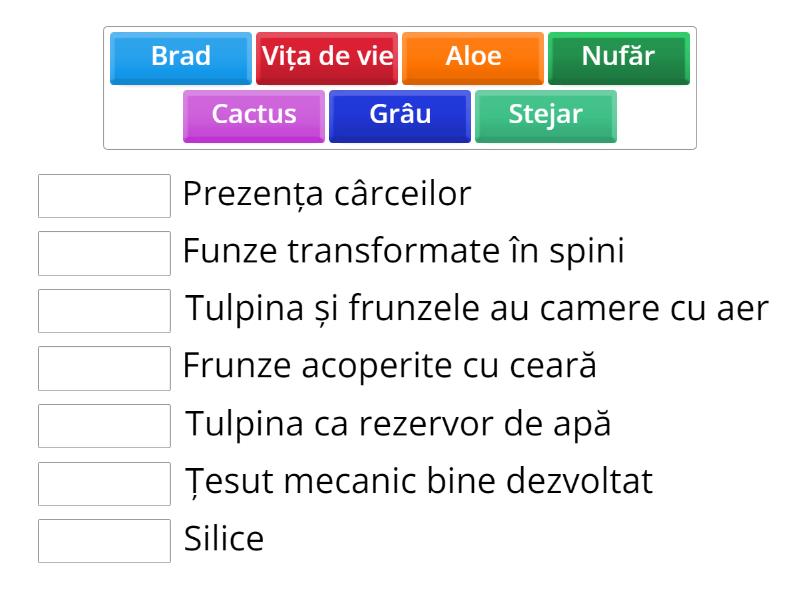Adaptari structurale la plante - Match up