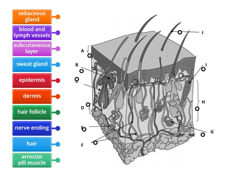 3d skin - Labelled diagram