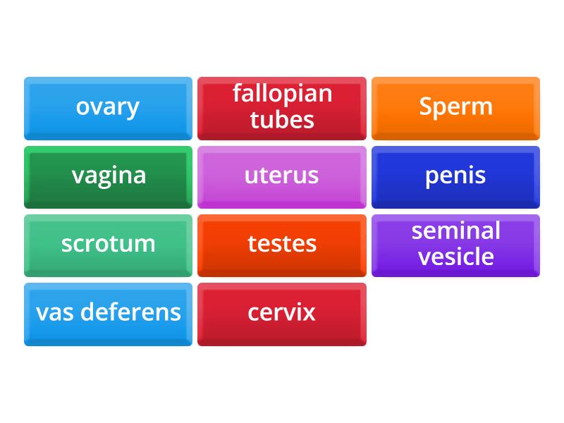 HUMAN REPRODUCTION MEMORY GAME - Flip tiles
