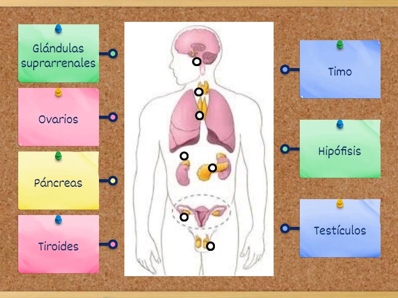 Órganos endócrinos - Diagrama con etiquetas