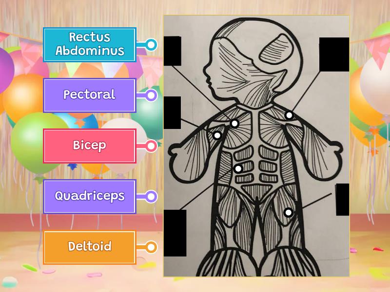Muscular System - Labelled diagram