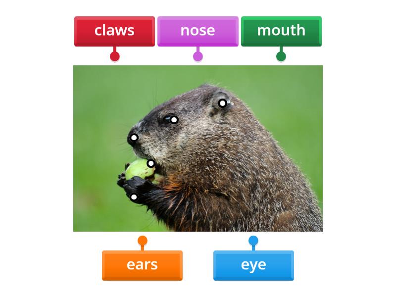 Label the Parts of a Groundhog - Labelled diagram