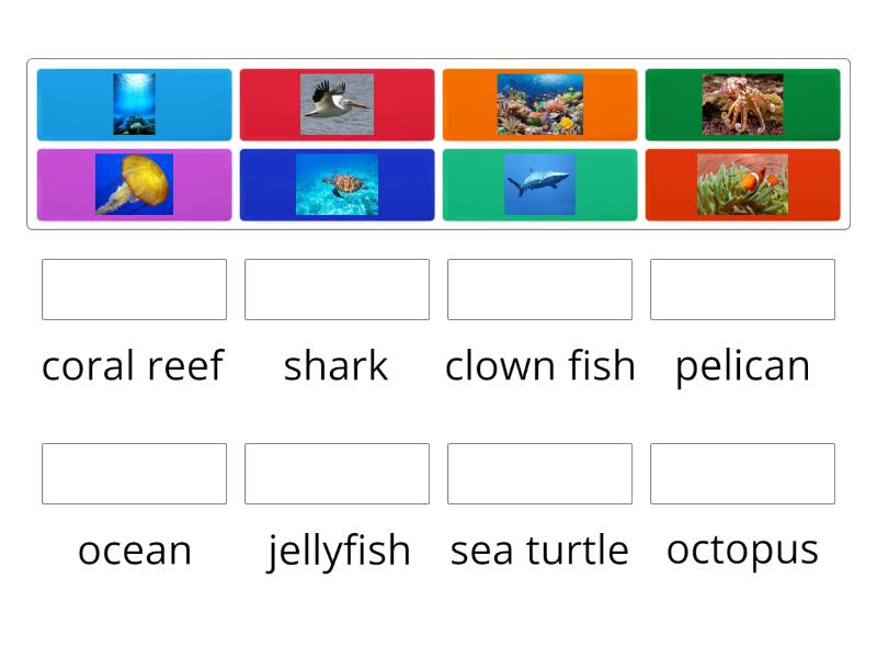 Sea Creatures - Match up
