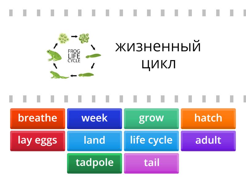 SW Oxford discover 1 - Cada oveja con su pareja