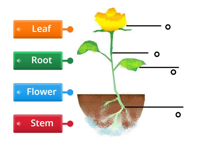 Label the plant - Labelled diagram
