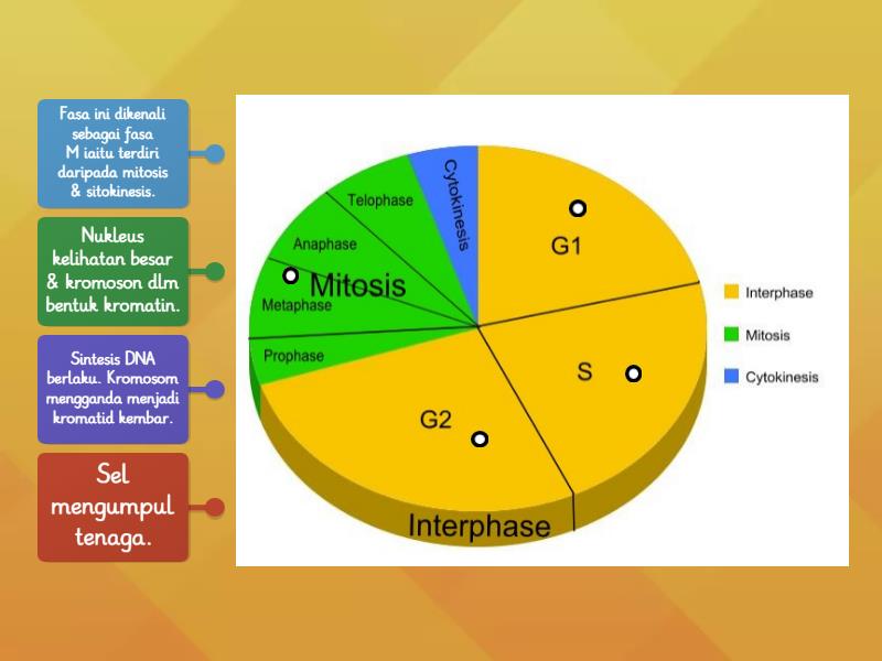 Biologi: Kitar Sel & Mitosis - Gambar rajah berlabel