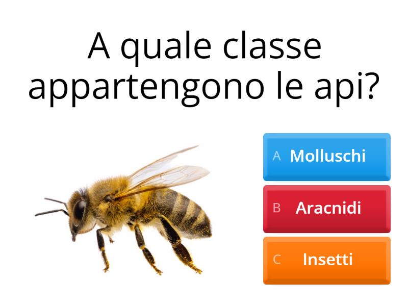 Prova formativa - Le api - Quiz
