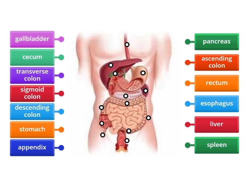 GI tarct with picture - Labelled diagram