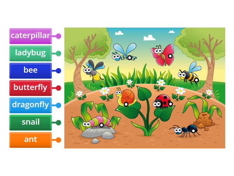 Insects - Labelled diagram