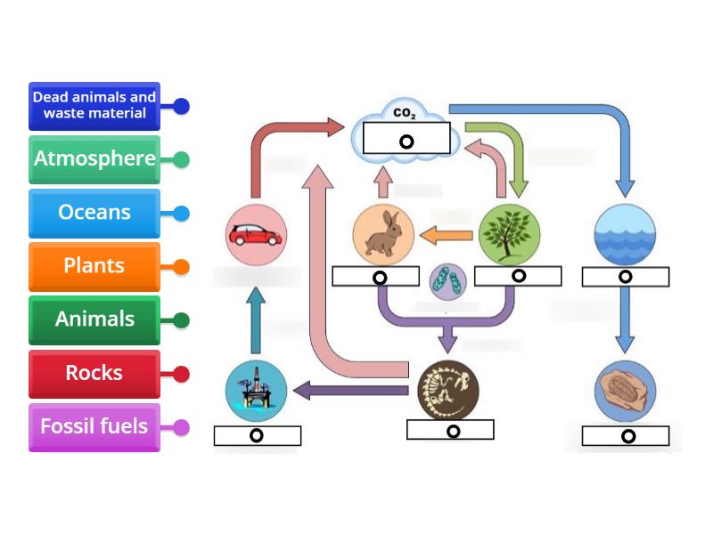 Carbon sinks - where can we find carbon - Labelled diagram