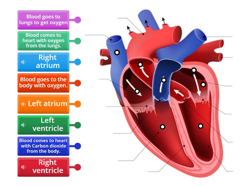 Circulatory system in the heart - Labelled diagram