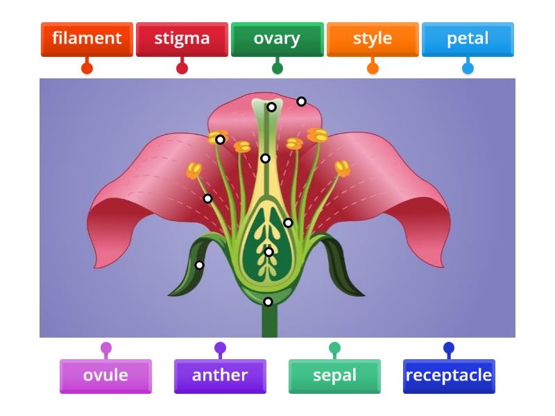 structure of a flowering plant - Labelled diagram