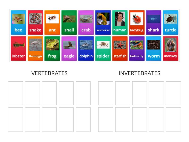 Vertebrates and Invertebrates - Group sort