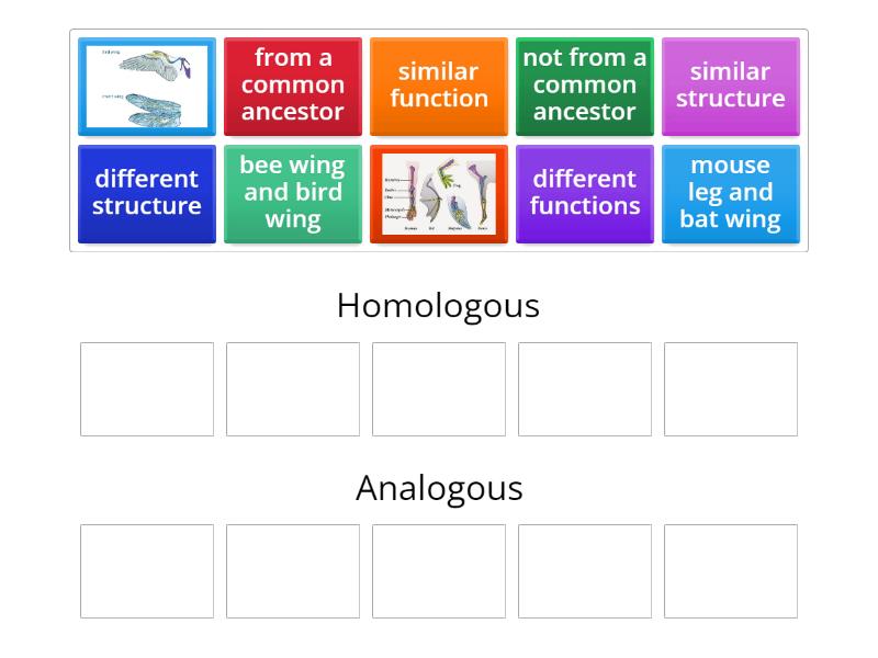 Homologous Structures vs Analogous Structures - Group sort