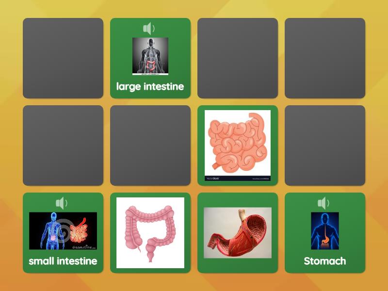 Digestive System organs match - Matching pairs