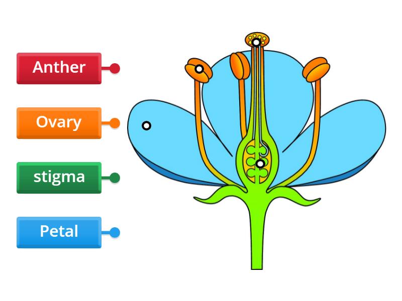 Parts of a Flower - Labelled diagram