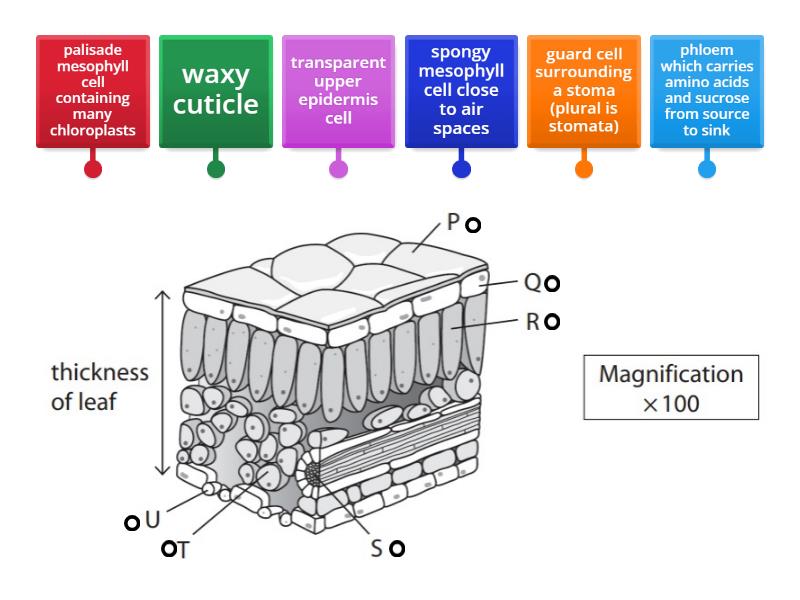 Structures in the leaf (diagram from iGCSE Bio Edexcel paper ...