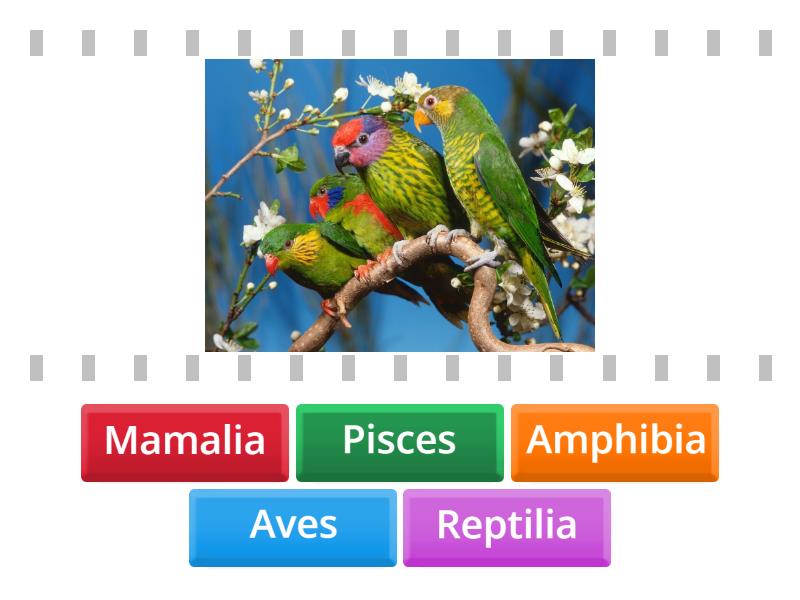 Animalia - Find the match