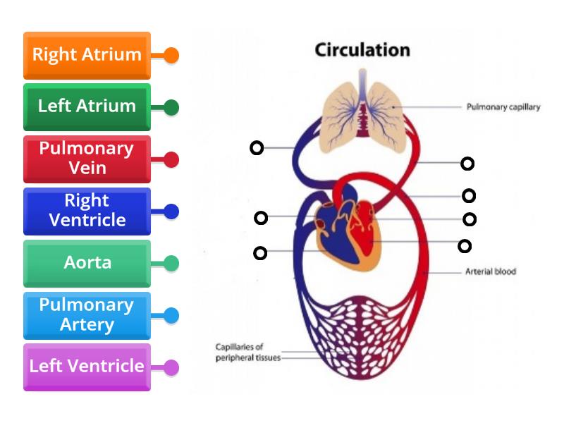 01-Human Circulatory System - Labelled diagram