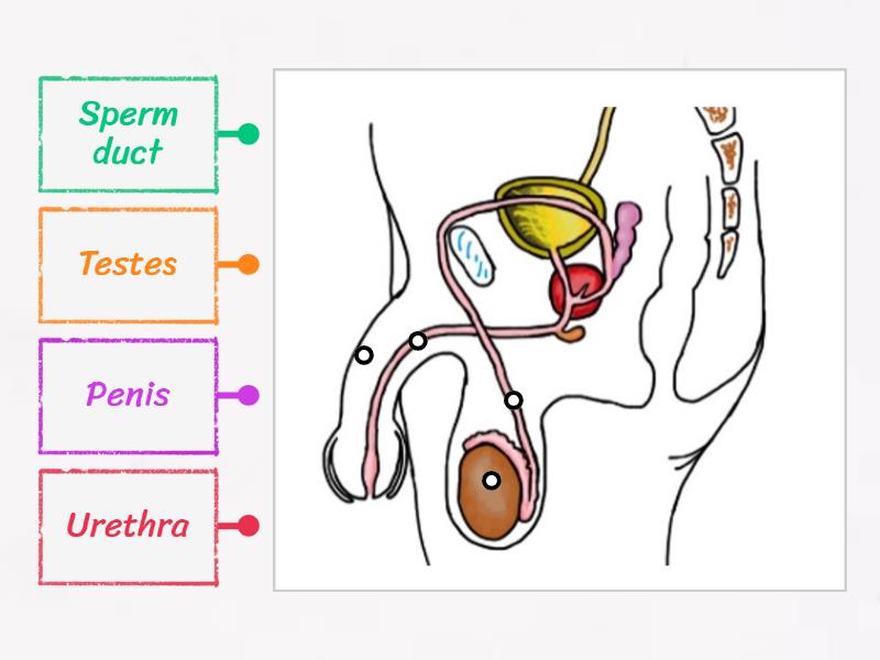 S3 BGE 3.3 Male Reproductive System in Mammals - Labelled diagram