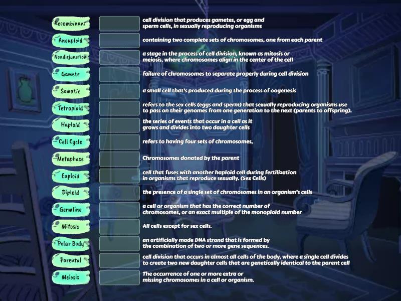 Mitosis and Meiosis - Match up