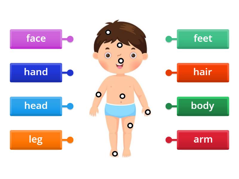 Parts of the Body - Labelled diagram