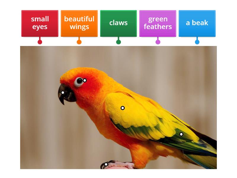 Parrot body parts - Labelled diagram