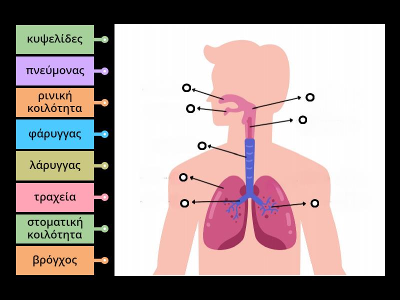 Αναπνευστικό σύστημα - Labelled diagram