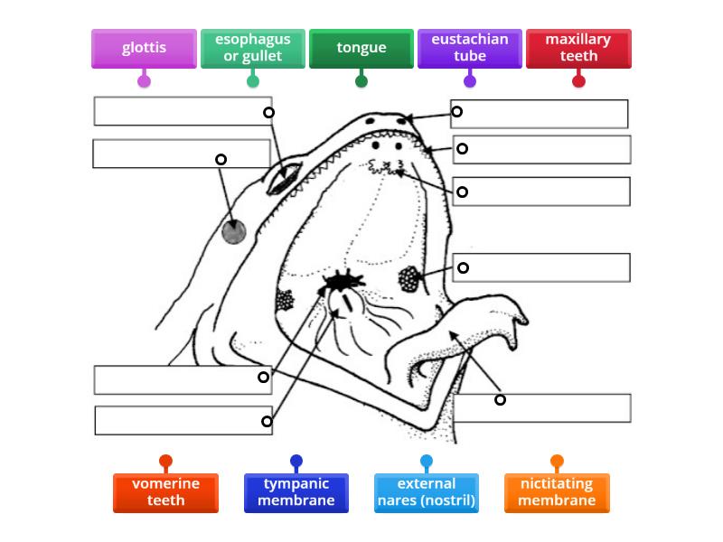 External Anatomy - Labelled diagram
