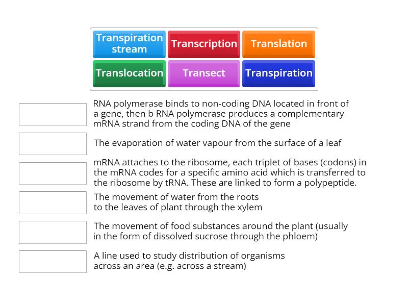 T-terms including Transcription and Translation - Match up
