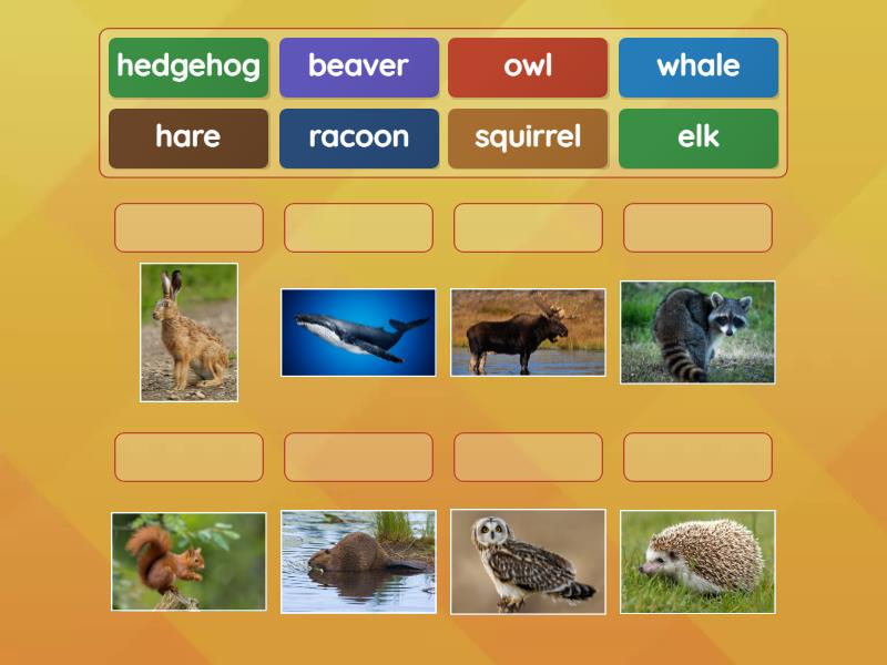 Wild animals - Match up