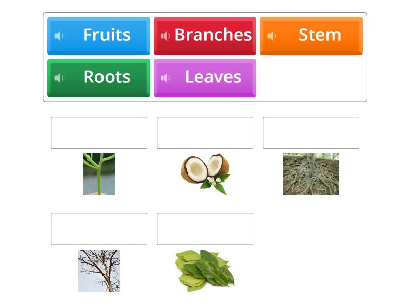 Parts of the Plants - Match up