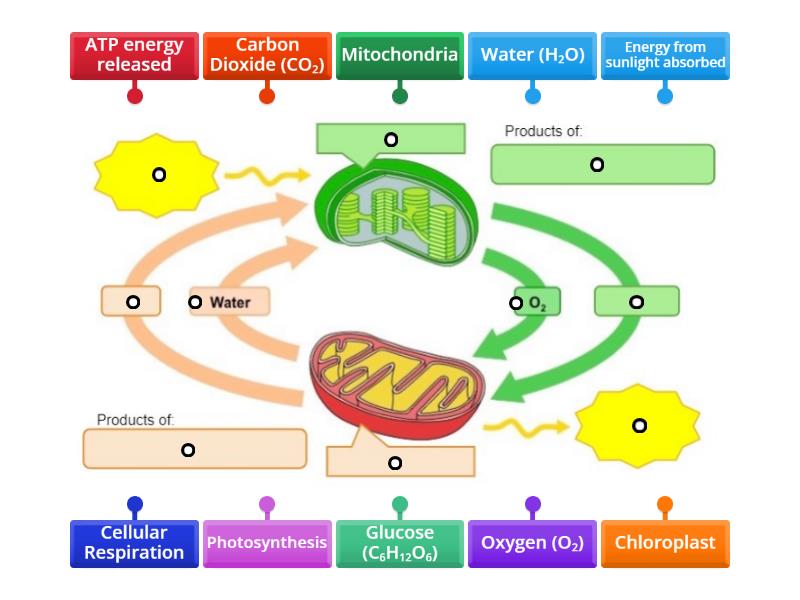 Photosynthesis and Cellular Respiration Labeling - Labelled diagram