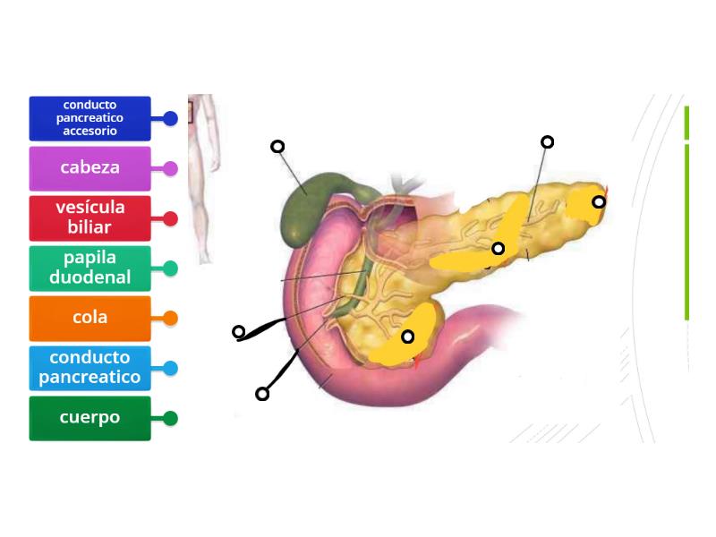 ESTRUCTURA DEL PANCREAS - Diagrama con etiquetas