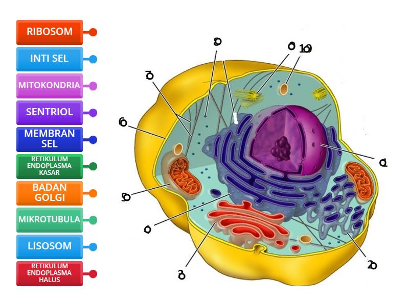 BAGIAN BAGIAN SEL HEWAN - Labelled diagram