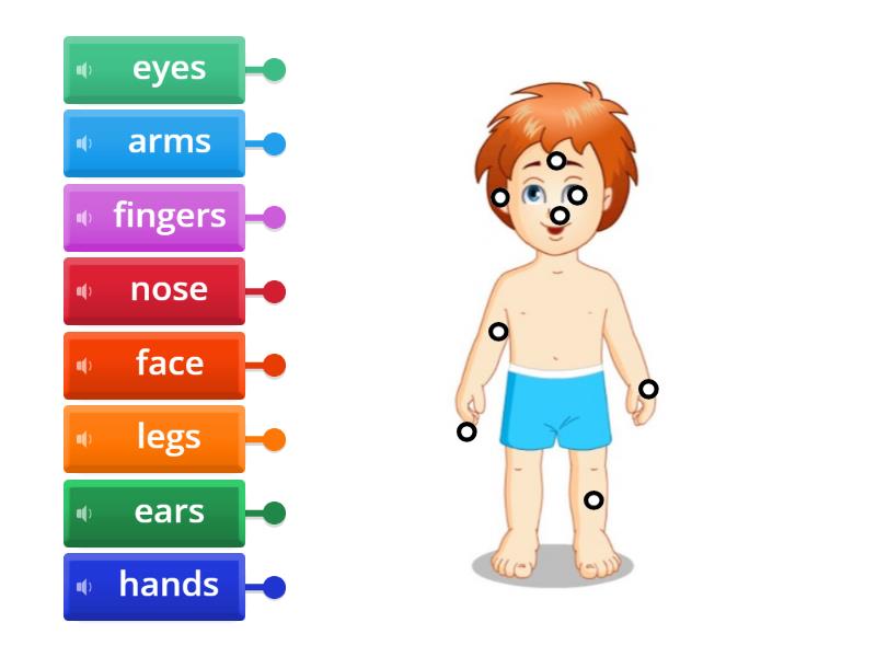 Parts of the body 1st grade - Labelled diagram