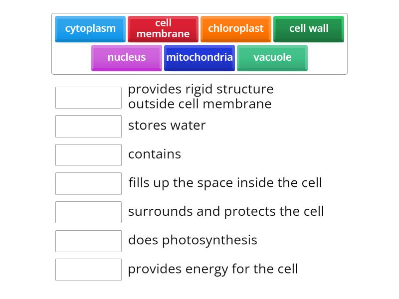 What are the functions of each organelle? - Match up