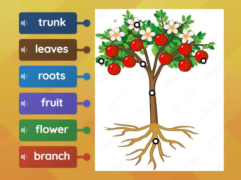 Starter 2 UNIT 5_The Fruit Tree [Parts of the Tree] - Labelled diagram