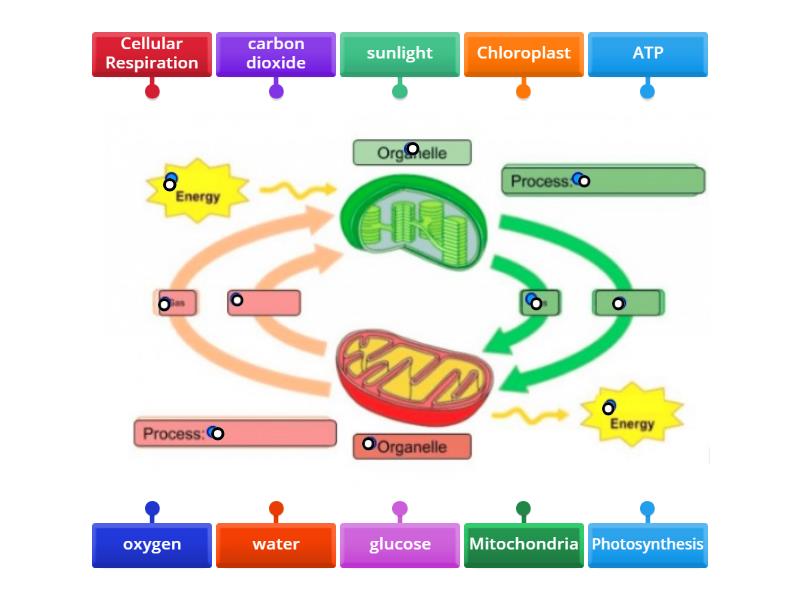 Photosynthesis and Cellular Respiration - Labelled diagram